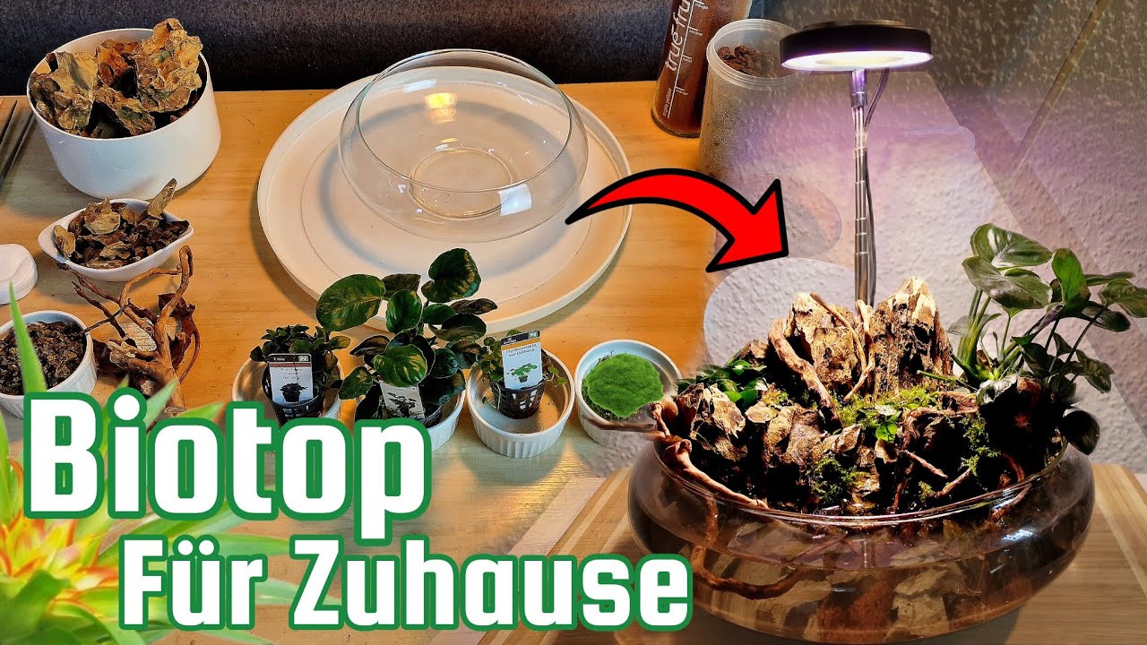 Biotop für Zuhause - Anleitung - Mit Aquariumpflanzen - YouTube