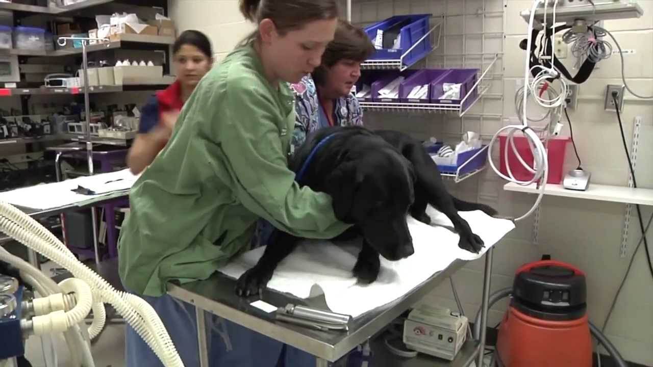 Acupuncture at UW Veterinary Care (with Dr. Erin Wendt-Hornickle) - YouTube