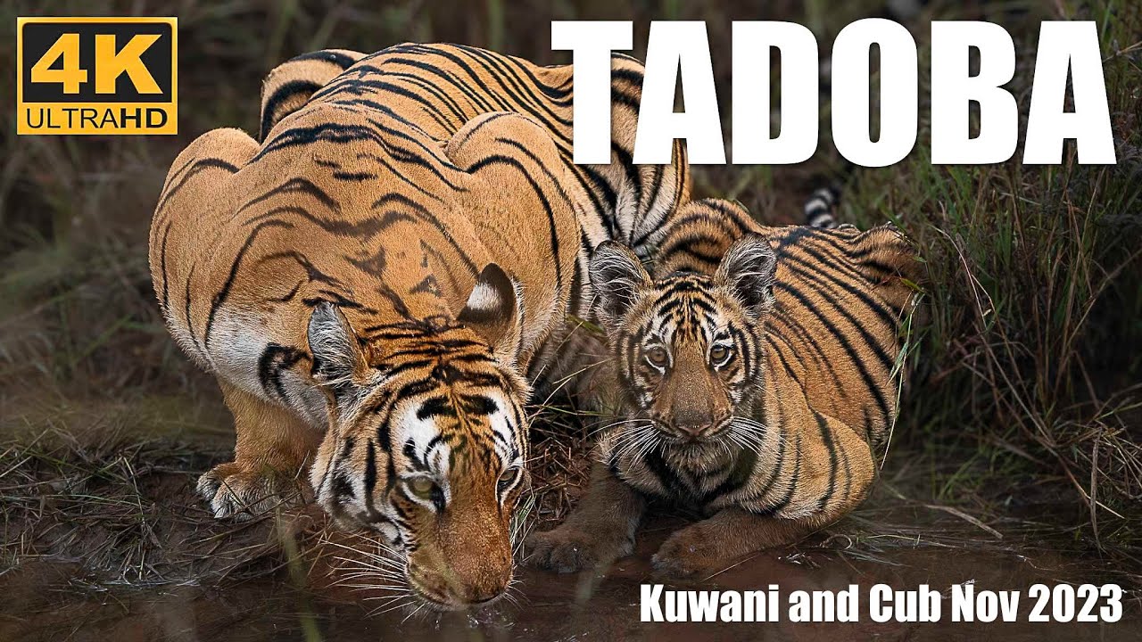 Kuwani and Cub Nov 23 - YouTube