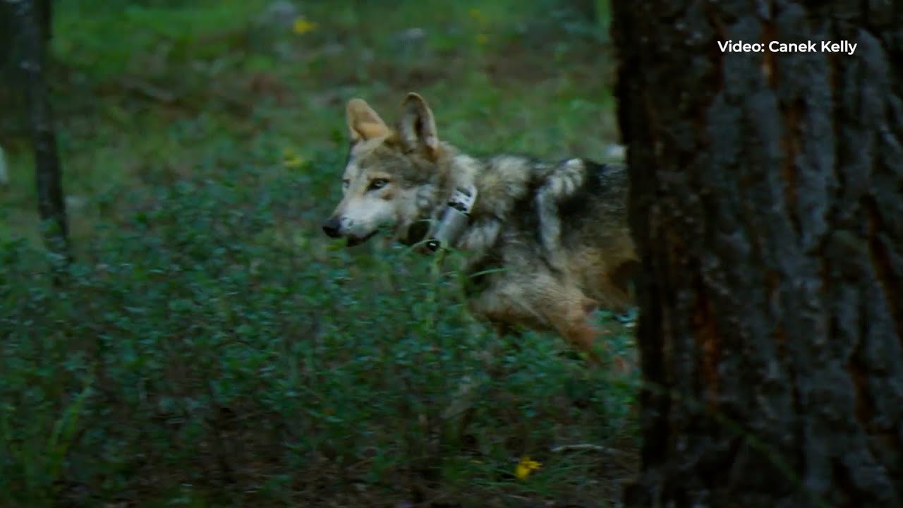 El Lobo Gris, Macho Alfa Qué Pueden Aprender Los Hombres De Los Lobos