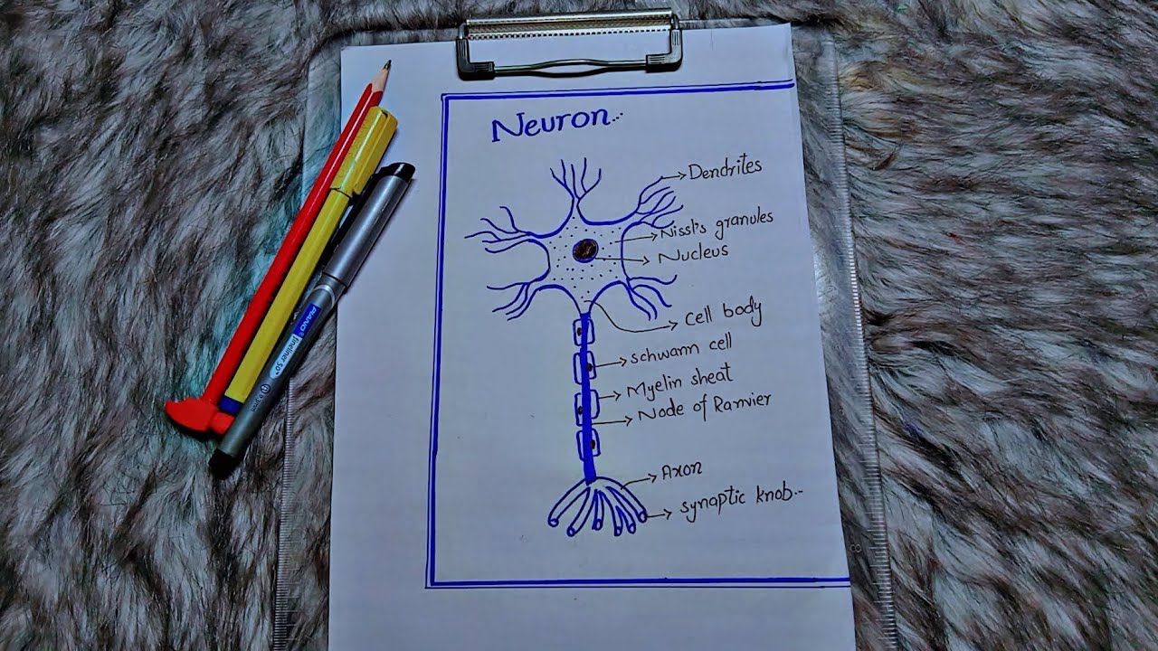 Neuron Diagram | How to draw structure of Neuron easily | Nerve cell ...