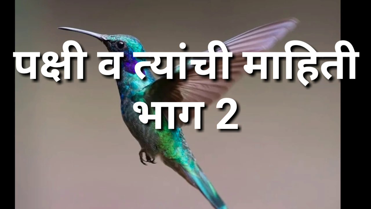 Teaching Birds (Marathi) Part 2 - YouTube