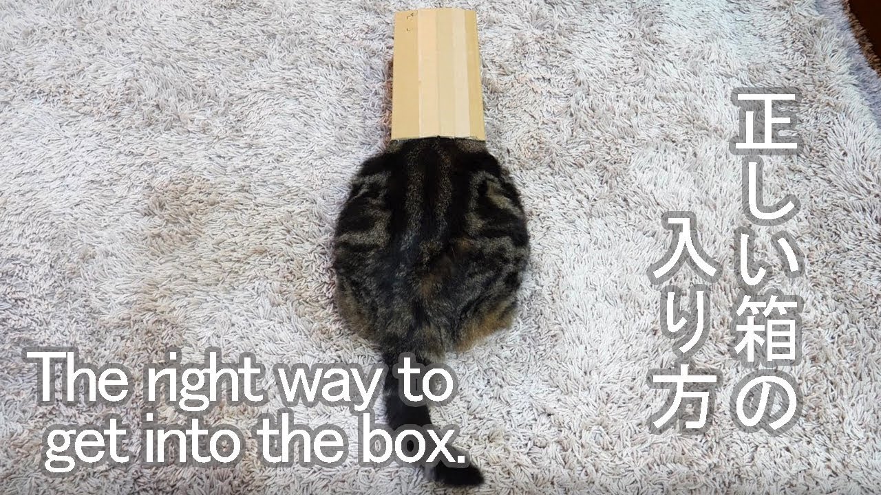 箱の入り方を教えるねこ。-Maru teaches how to get into the box.- - YouTube