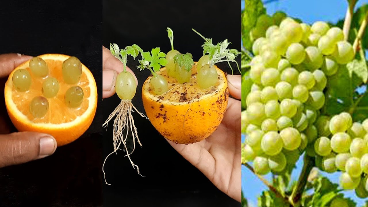 Unique Technique Growing Grape Tree In Orange Fruit - YouTube