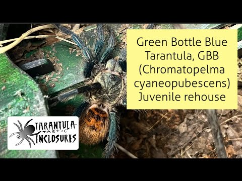Green Bottle Blue Tarantula, GBB (Chromatopelma cyaneopubescens ...