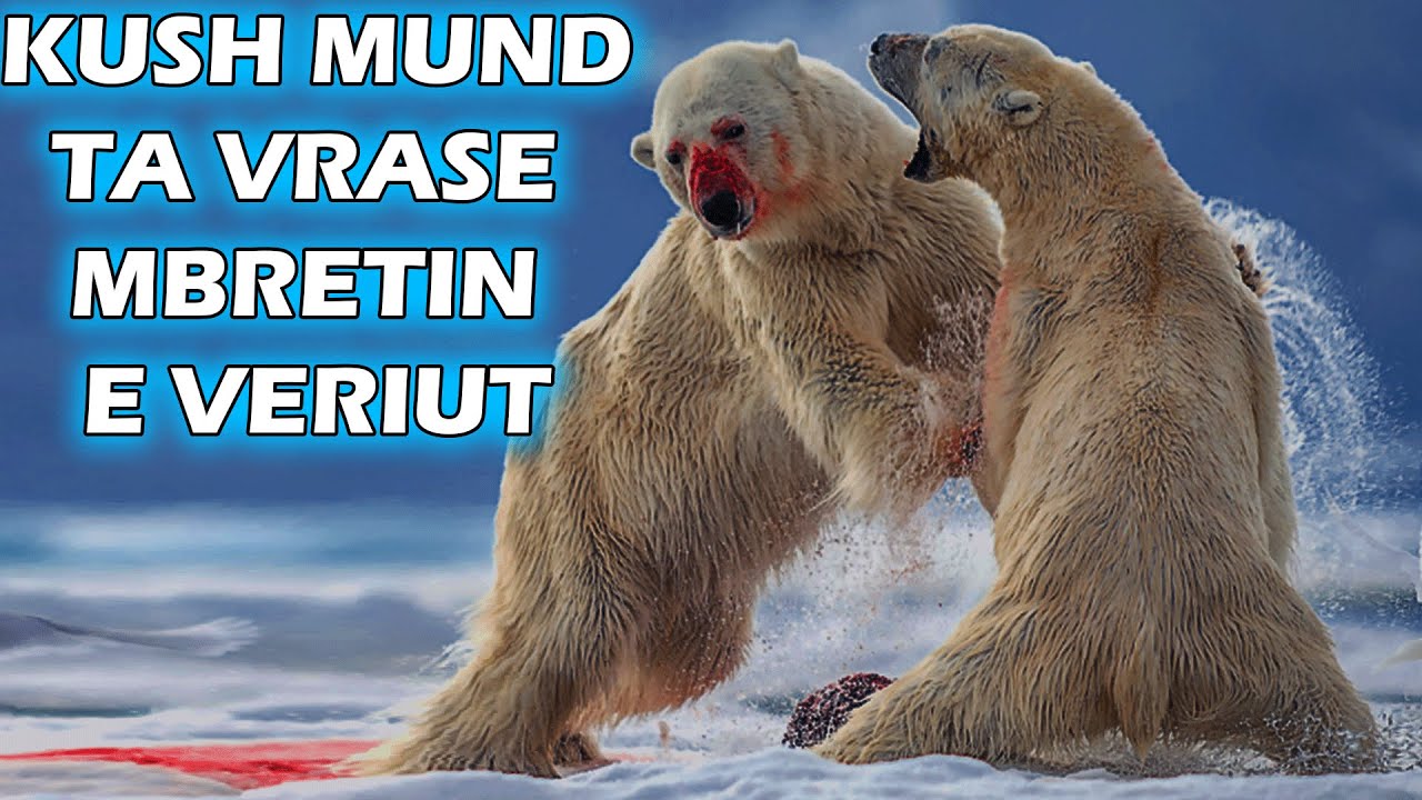 5 Kafshë më të forta se Ariu Polar | ALB EXPLORER - YouTube