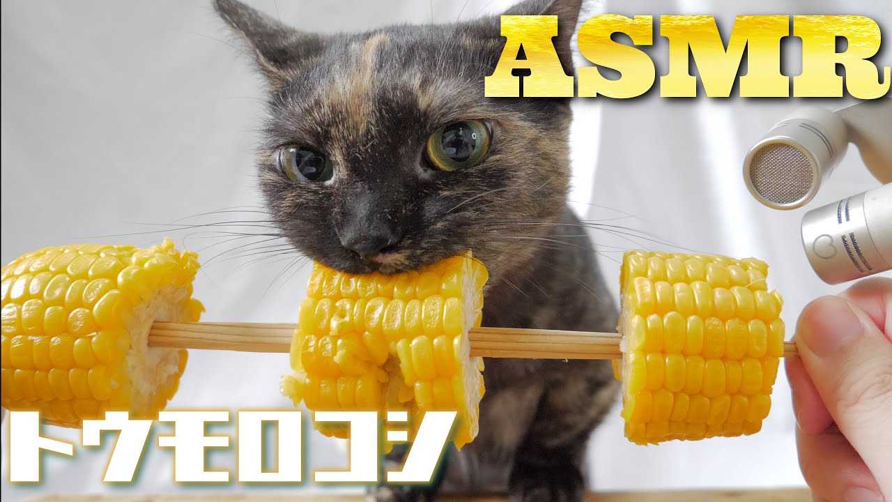 【ASMR】唸りながらトウモロコシにかぶりつく短足猫の咀嚼音🌽🐈🎧 ASMR Cat Eat Corn with Snarling - YouTube
