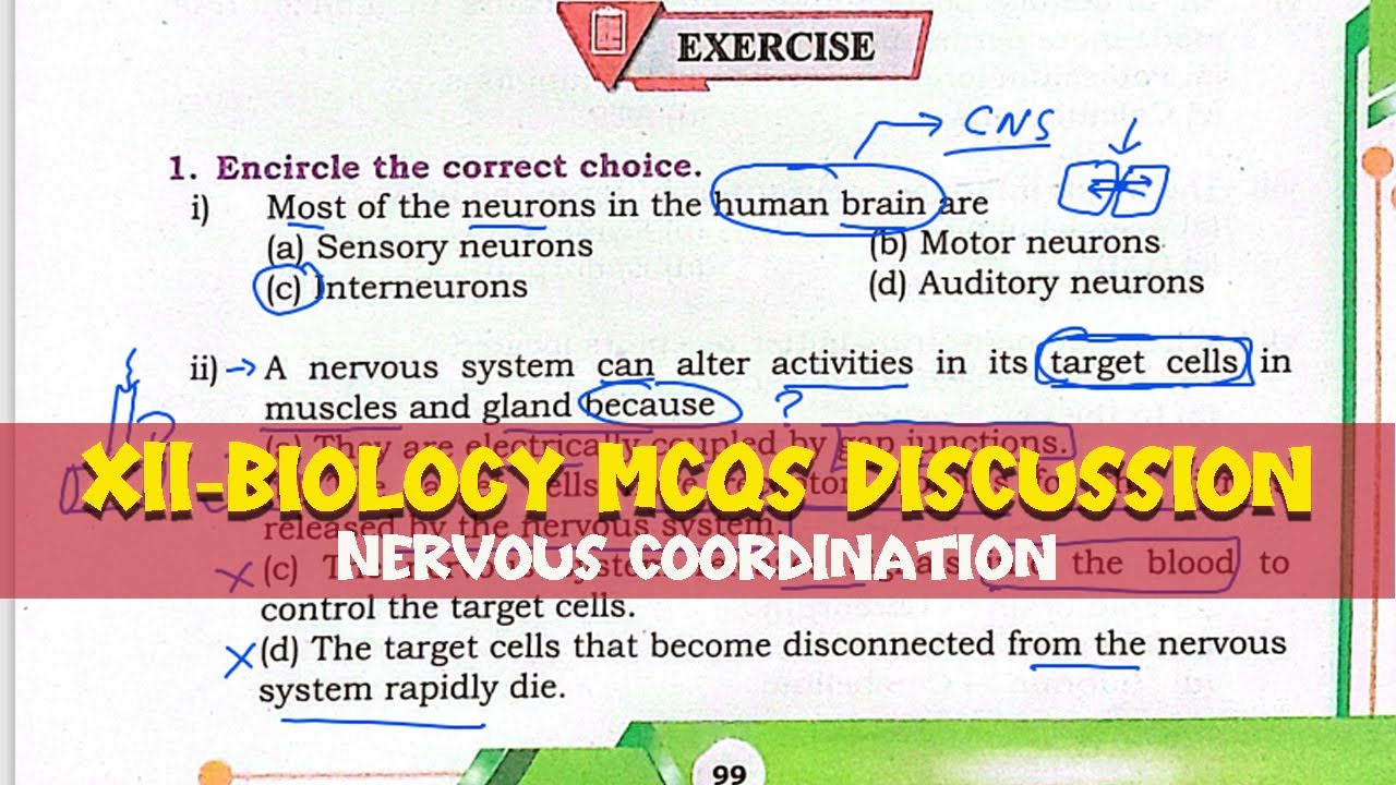 XII- Biology STB new Book || Chapter 17 Nervous coordination- MCQs Discussion - YouTube