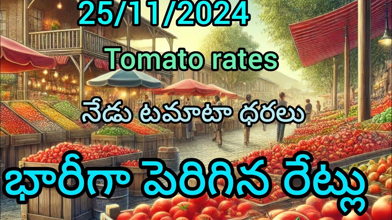 tamato rates 25.11.2024 v కోట, కోలార్, వాడపల్లి, మదనపల్లి, కలకరి, కలకడ ...