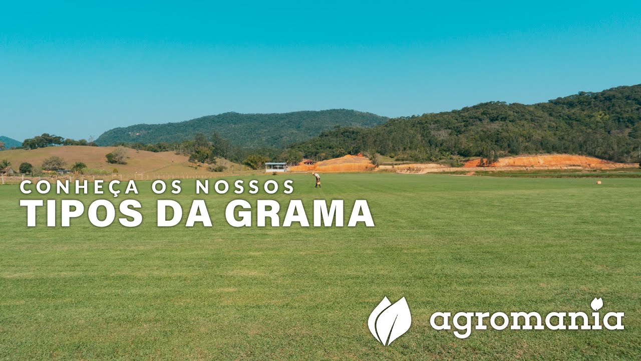 Conhe a Os Tipos De Grama E Saiba Qual O Melhor Para O Seu Jardim conhe-a-os-tipos-de-grama-e-saiba-qual-o-melhor-para-o-seu-jardim