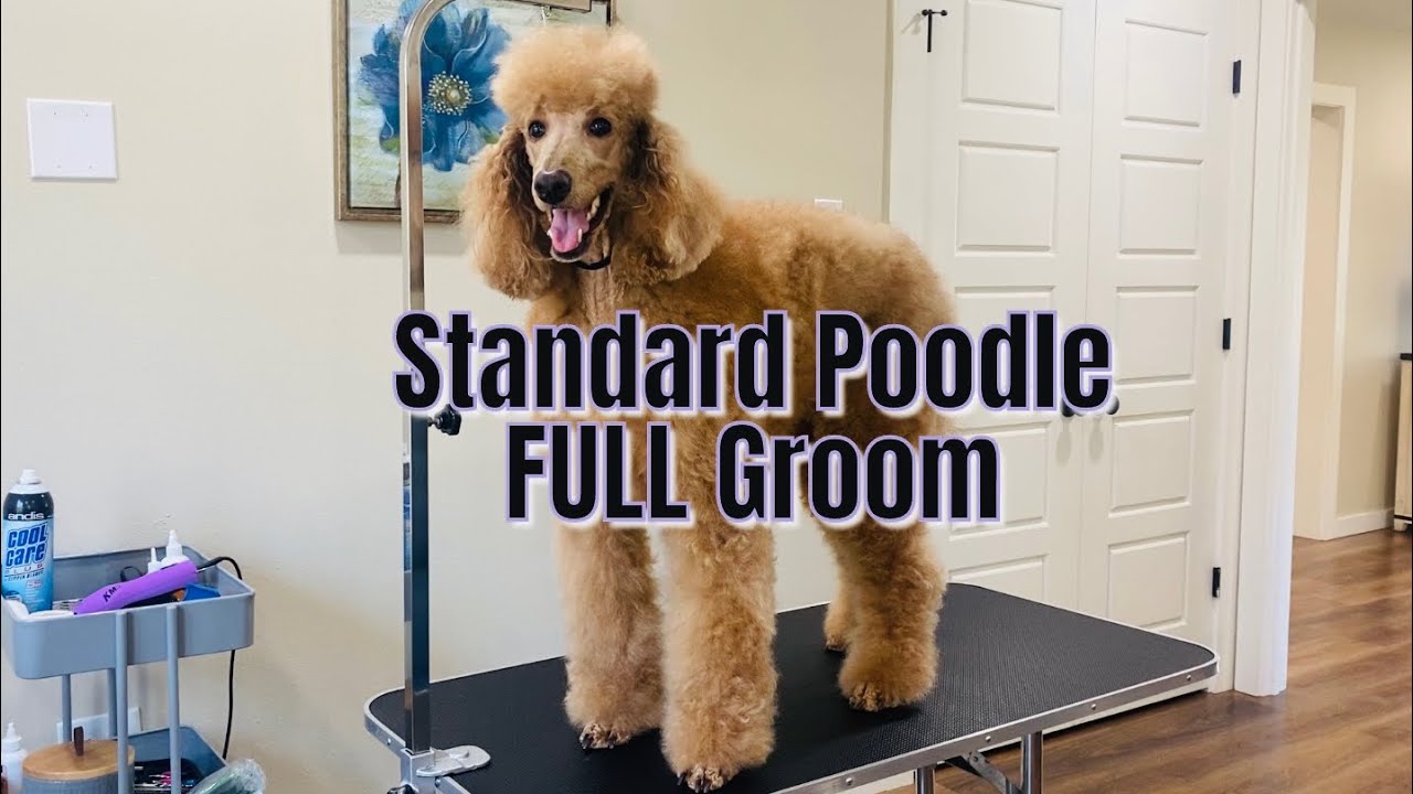 Matted Pup needs Short Miami Cut- Grooming a Standard Poodle - YouTube