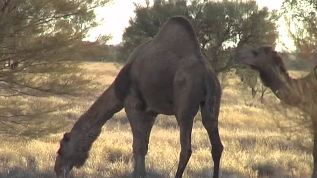 Bowhunting Bull Camel - YouTube