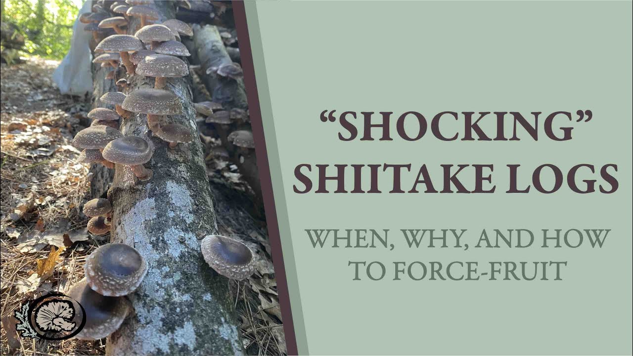 "Shocking" Shiitake Logs: What it Means to "Force-Fruit" Mushrooms ...