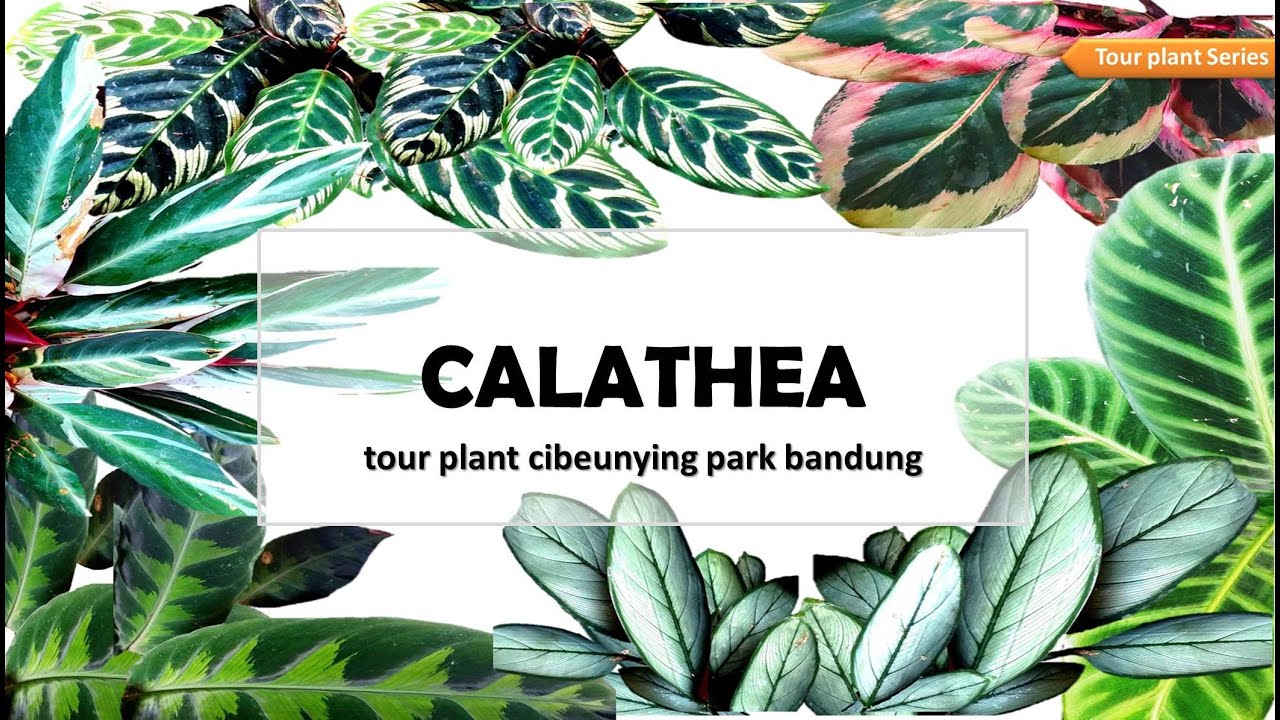 JENIS-JENIS CALATHEA, TANAMAN FAVORITE - CALATHEA FAVOURITE PLANT - YouTube