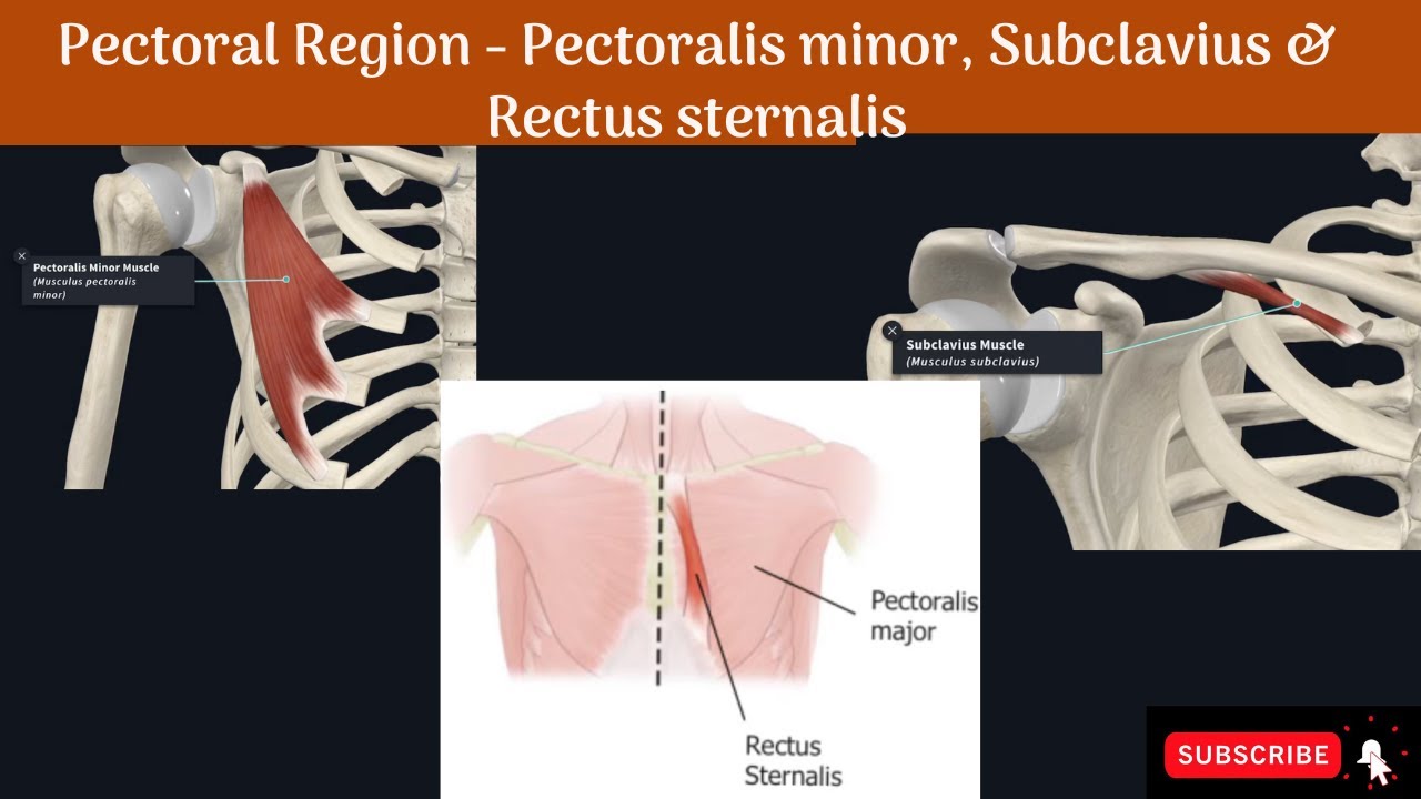 Pectoral Region - Pectoralis minor, Subclavius & Rectus sternalis # ...