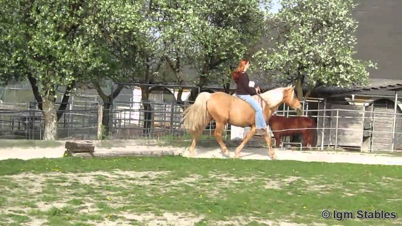 Jasper bareback, bitless and barefoot - YouTube