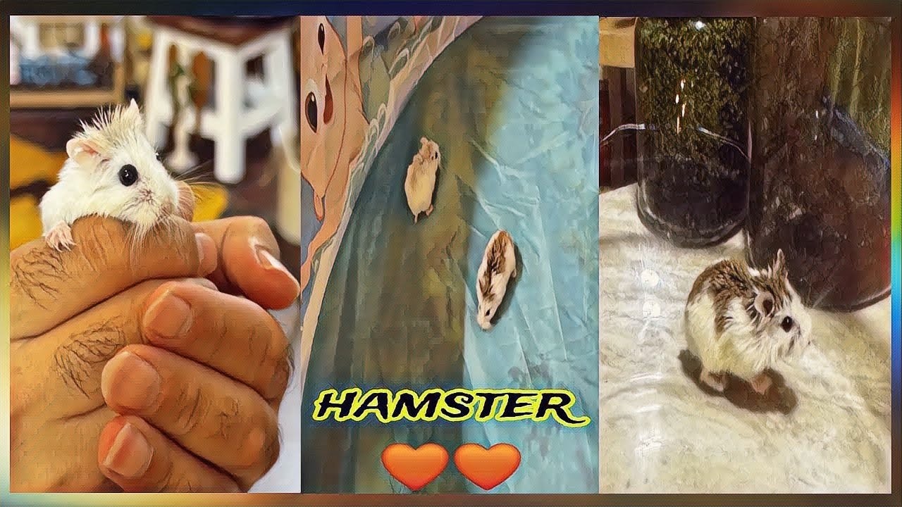 The Sad Story of the Hamster Couple Who Couldn’t Mate - YouTube