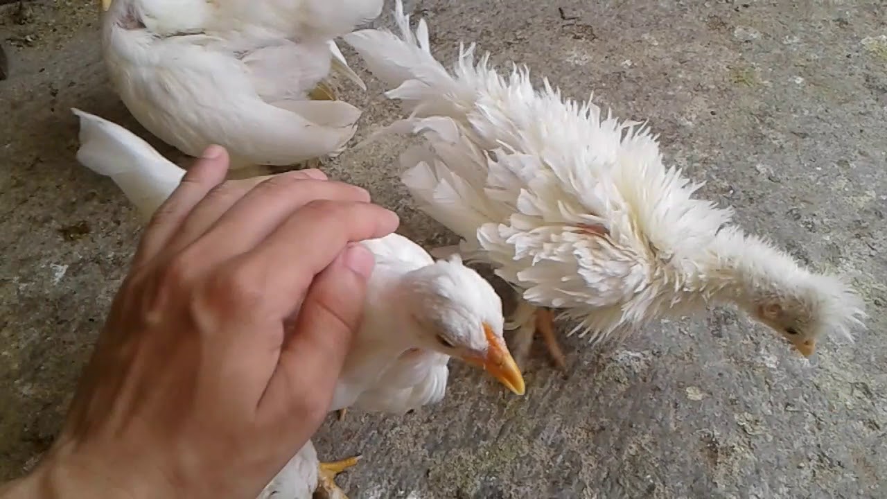 Mini Garnize, meus garnizés como eles estão hoje ? - YouTube