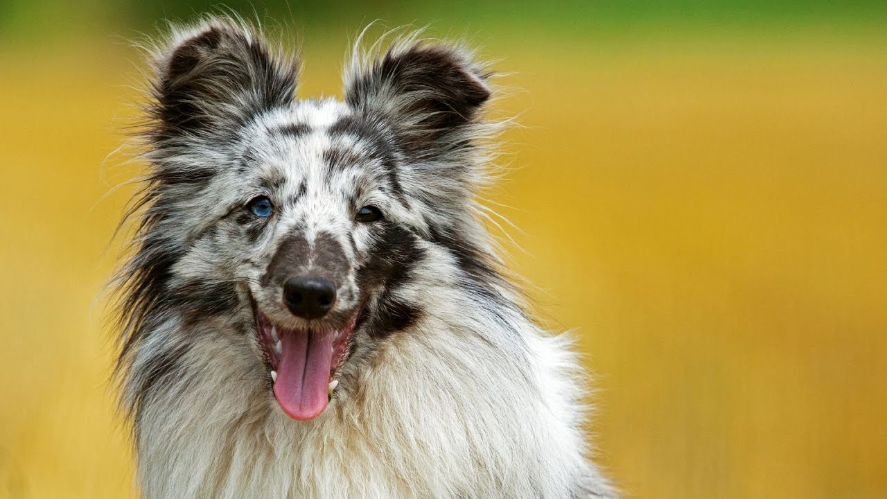 The Shetland Sheepdog A Star in Freestyle Frisbee - YouTube