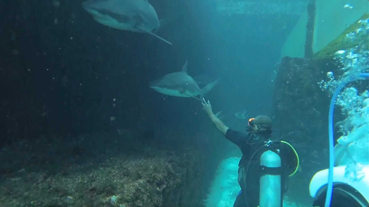 Walking Among Sharks - Atlantis Paradise Island Bahamas - YouTube