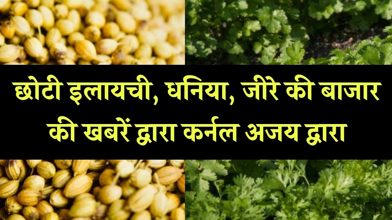 छोटी इलायची, धनिया, जीरे की बाजार की खबरें कर्नल अजय द्वारा - YouTube