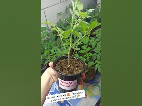 Золото Амишей💛 Красавец с резными листочками💚🌱#огород # ...