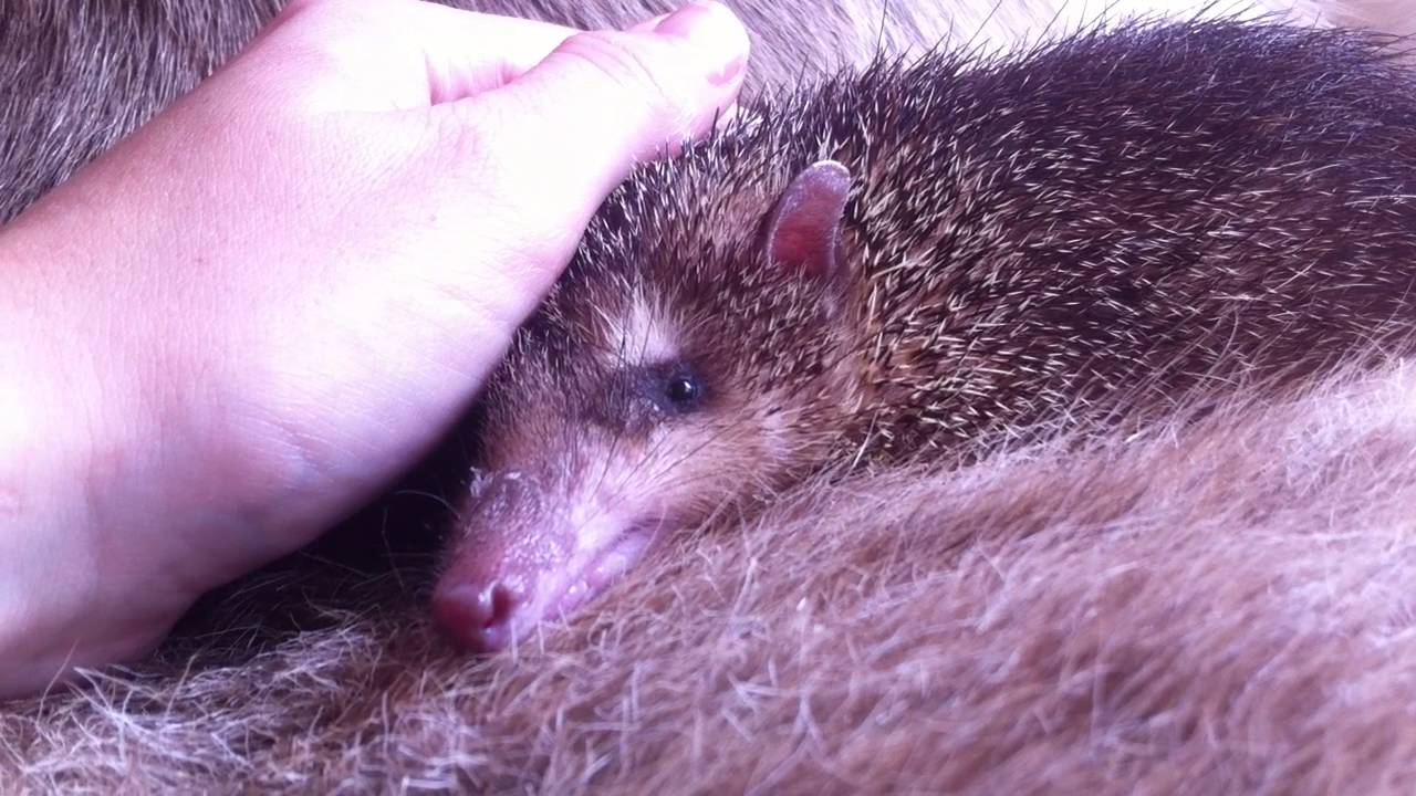 Common tenrec cuddles - YouTube