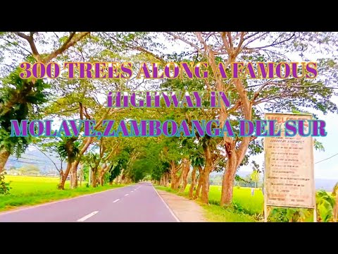 MOLAVE ZAMBOANGA DEL SUR,300 TREES AMAZING VIEW,SO BEAUTIFUL 🇵🇭 - YouTube