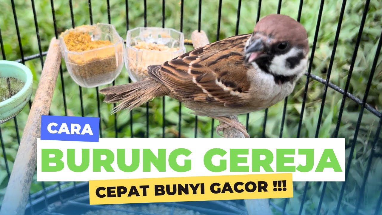 Cara merawat burung gereja agar cepat bunyi gacor - YouTube
