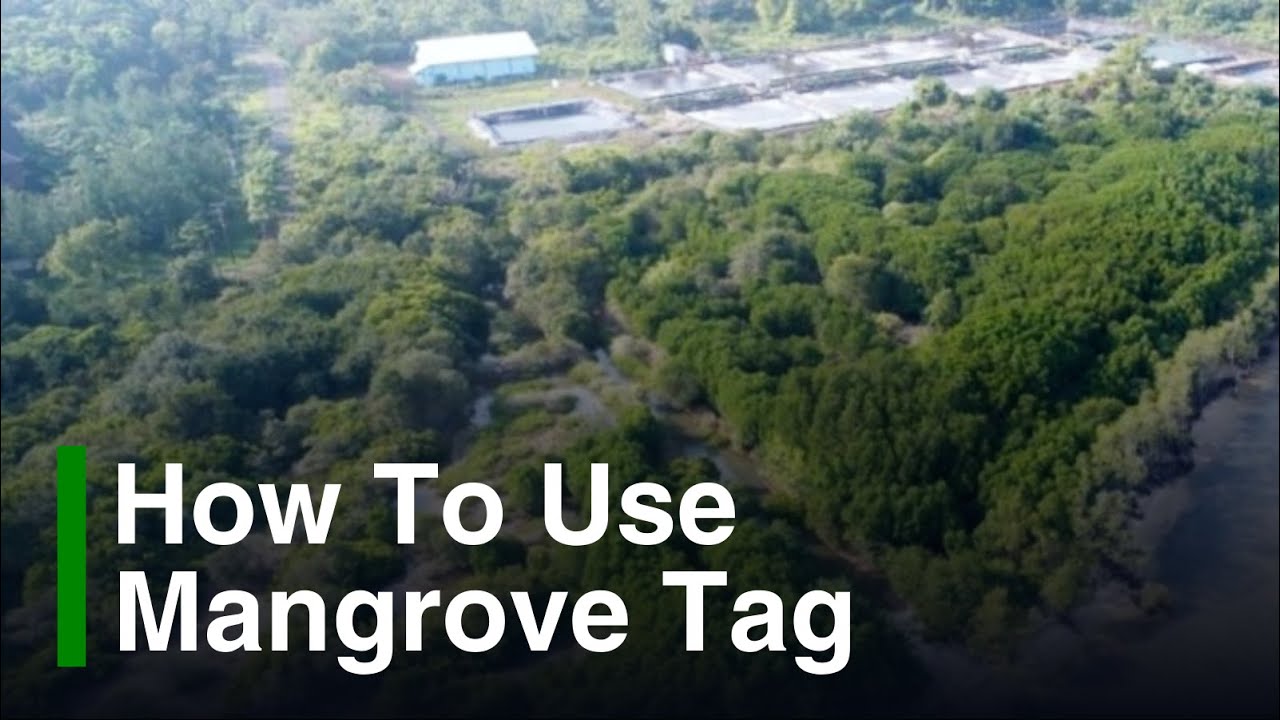 Cara Menggunakan Mangrove Tag: Tutorial Tebus Karbon & Tanam Pantau ...