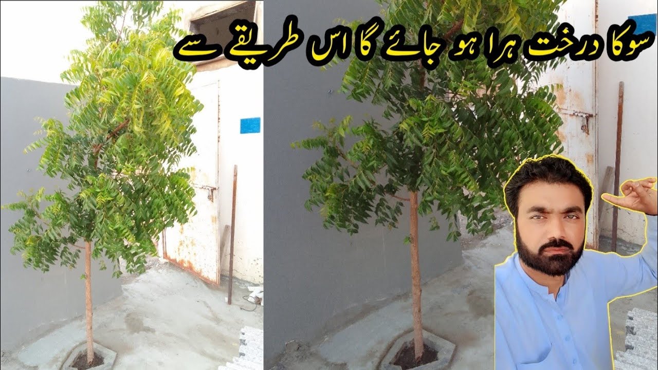 Try This Best Way to Protect Plants from Sun and Heat and See If Your ...