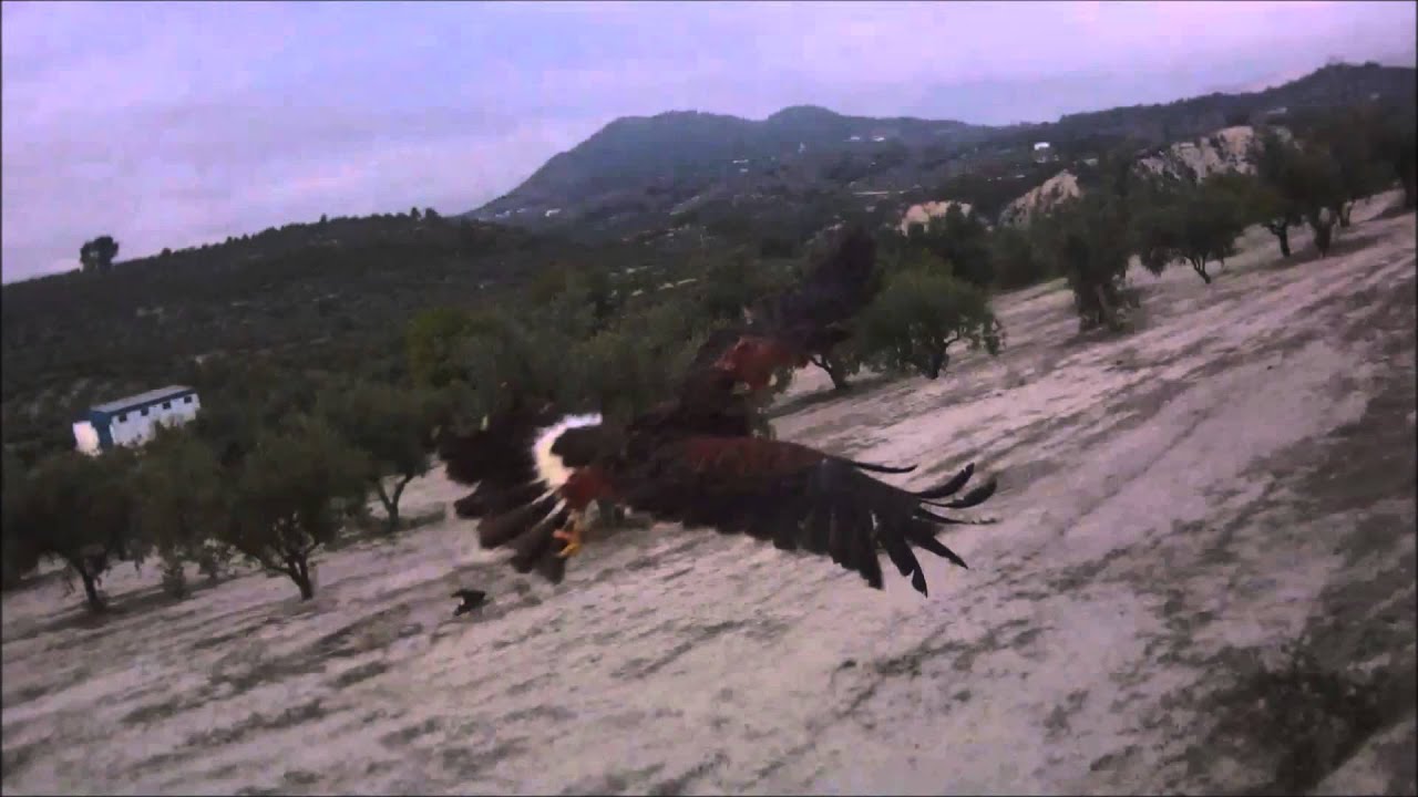 harris hawk hunting rabbits with ferrets 015-016 - YouTube