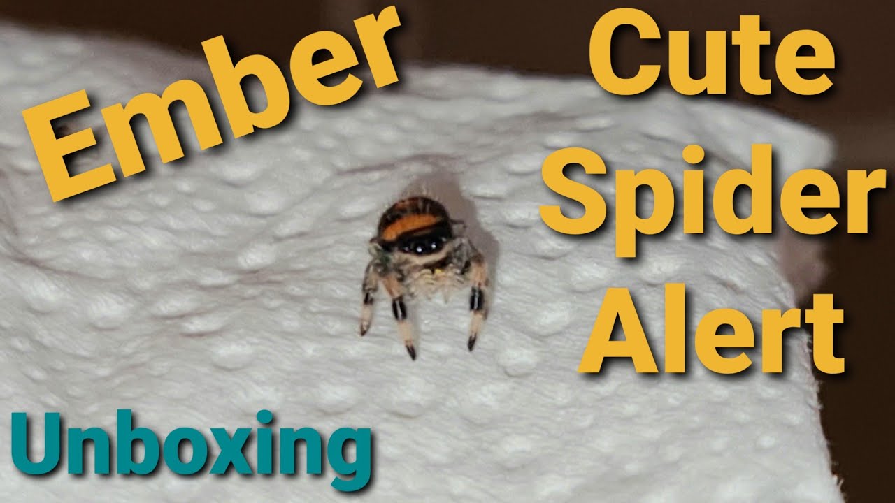 Cute Jumping Spider UNBOXING and FEEDING - YouTube
