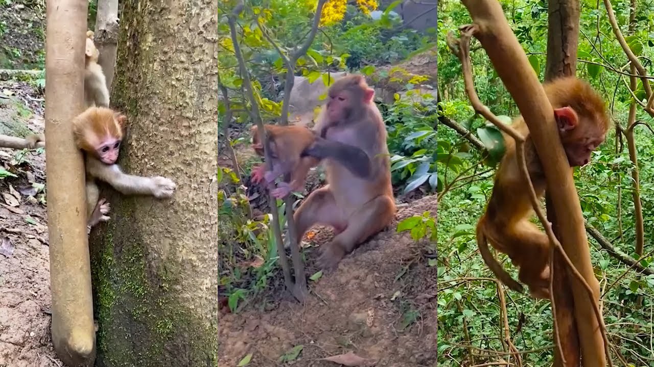 The baby monkey was trapped, the mother monkey was extremely panicked ...