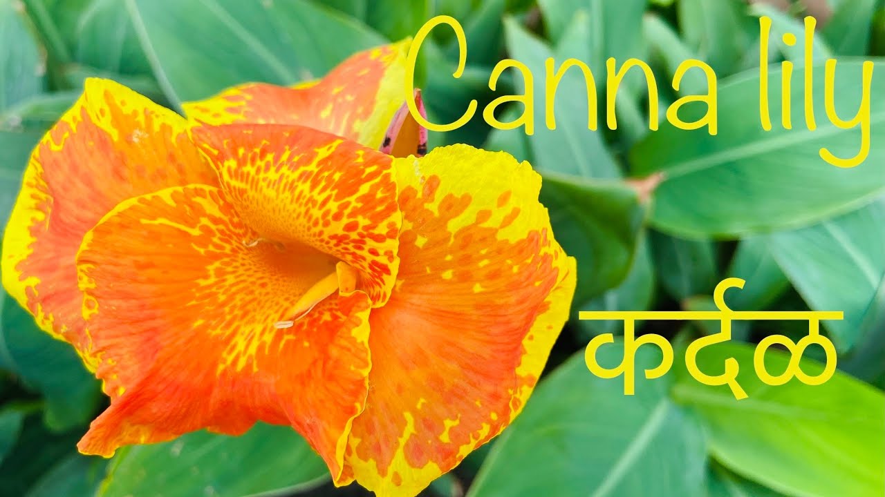 Canna Lily Grow & Care/कर्दळ वाढ आणी काळजी. /TheGreenLeafGarden. - YouTube