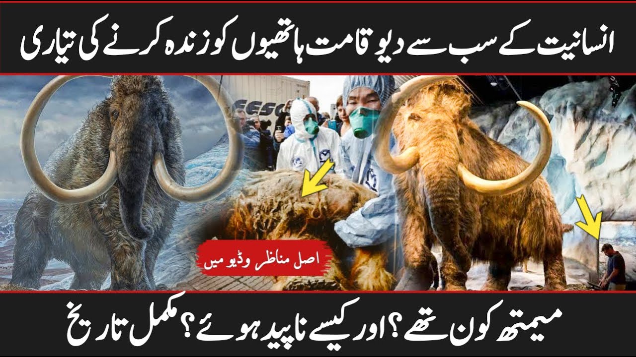 Recreation of Mammoth by cloning | Mammoth Elephant History in Urdu ...