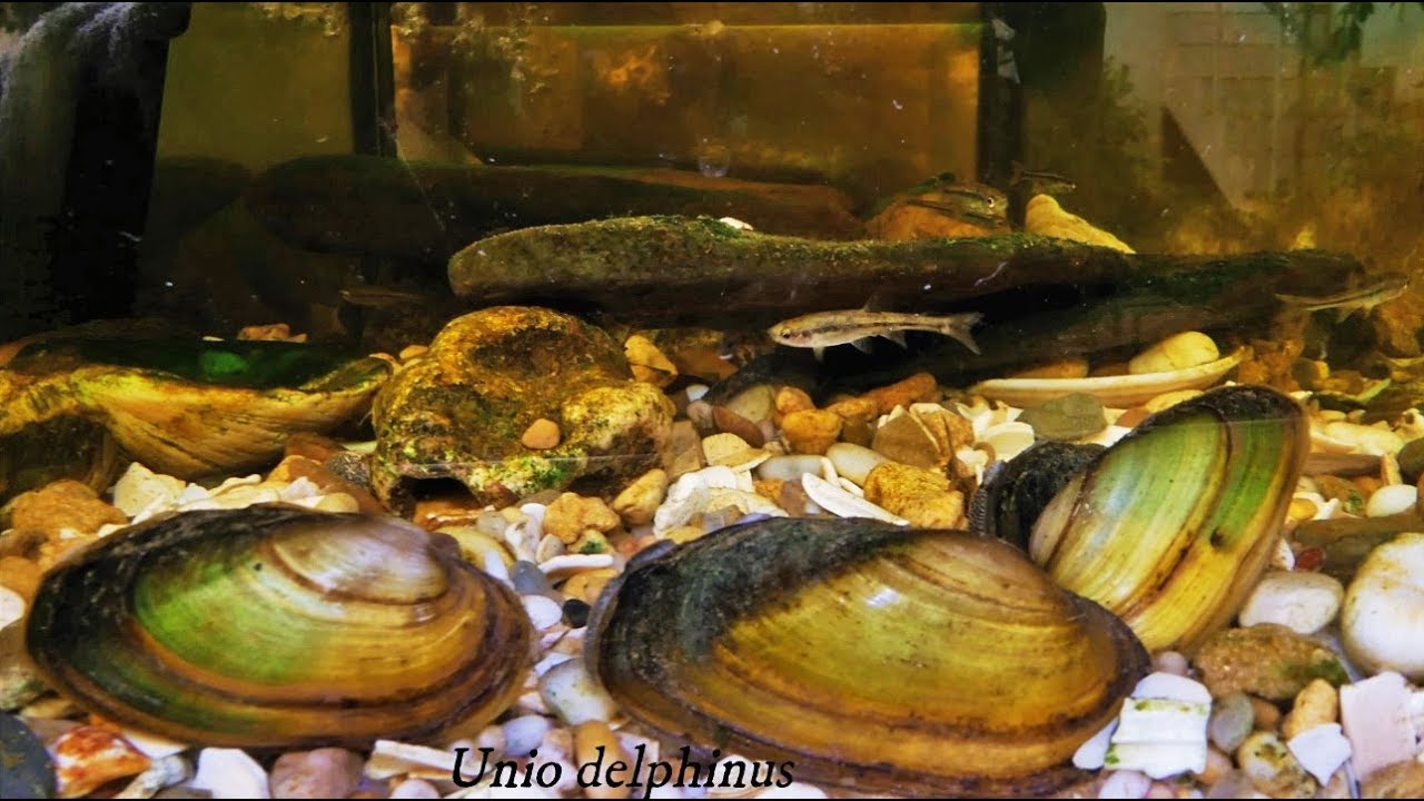 Time Lapse Naiades Bivalvia Unionidae Unio delphinus - YouTube