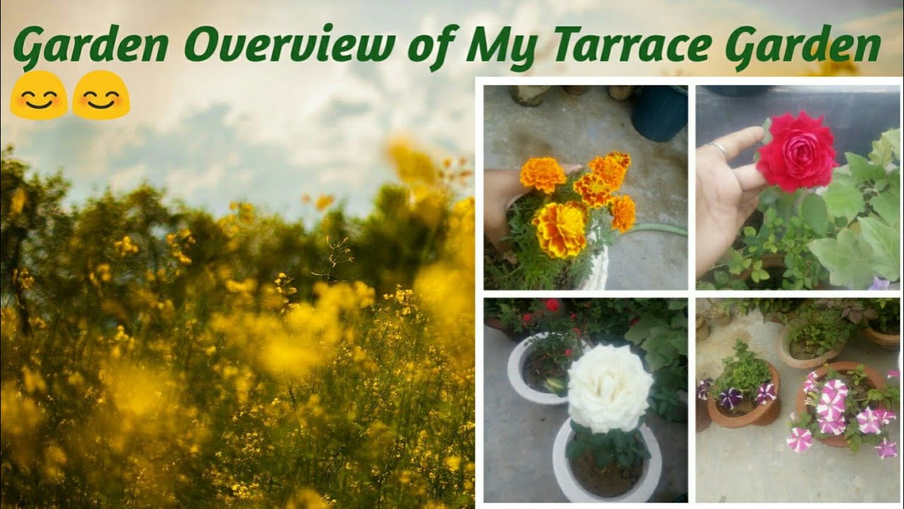 01- Garden Overview of my tarrace garden 😊 - YouTube