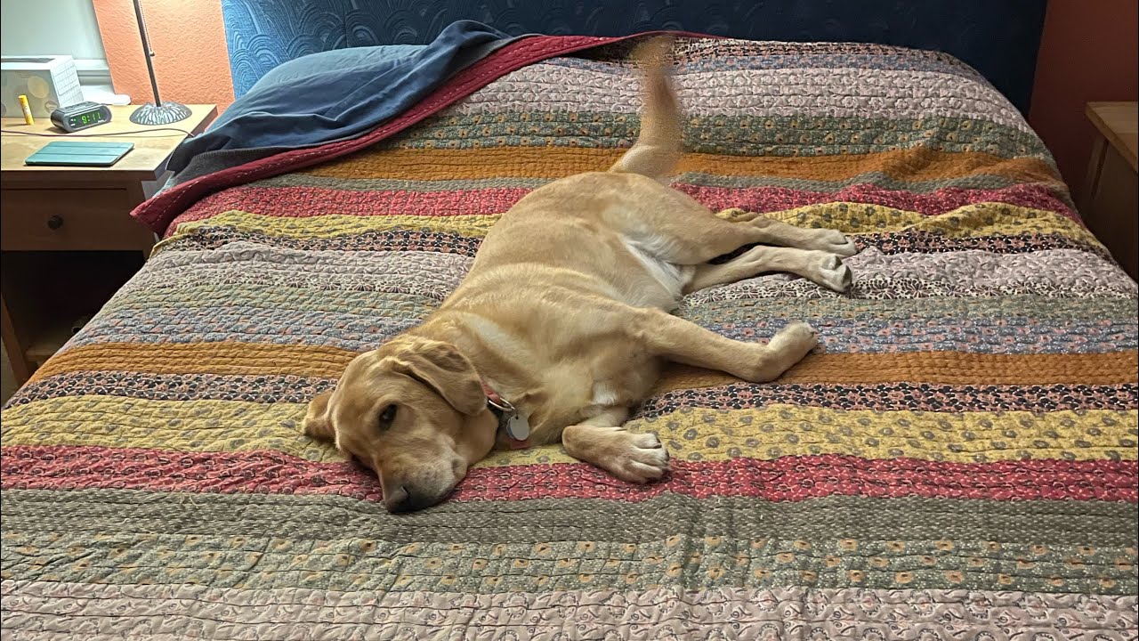 Cute Cooper pictures pictures part 80 - YouTube