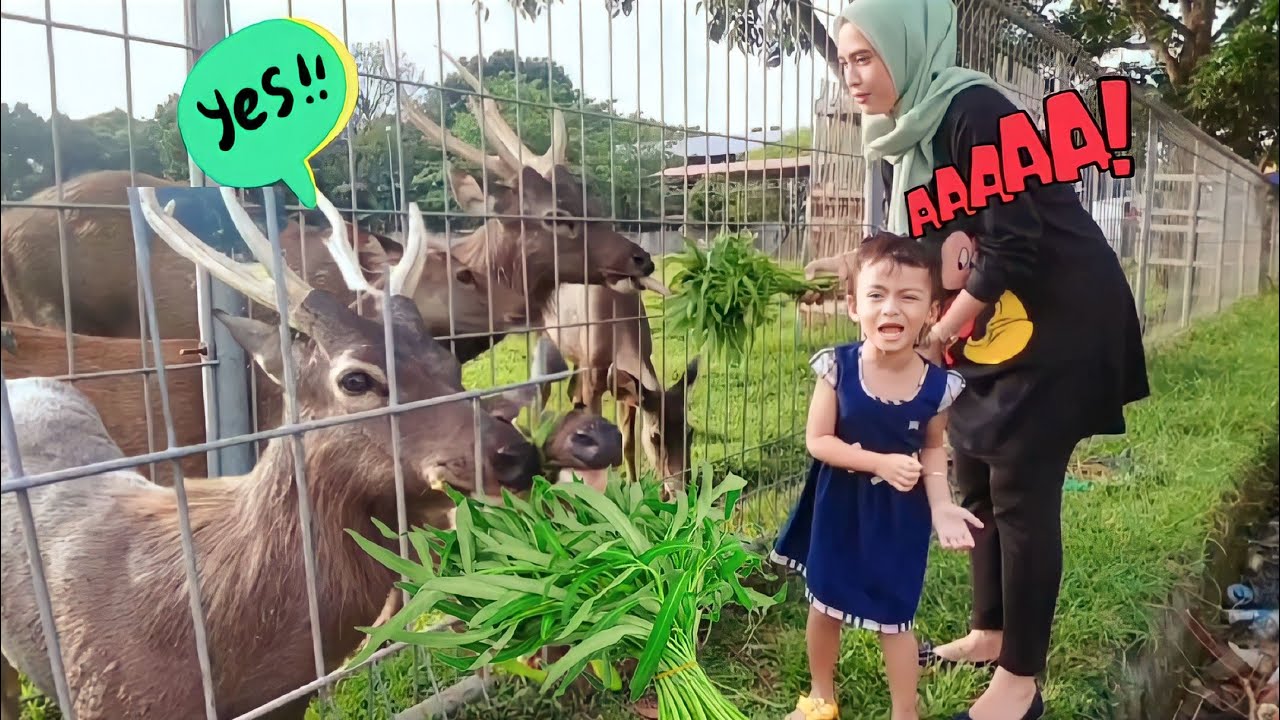 TAKUT RUSA ...‼️MAIN KE KANDANG RUSA, Kasih makan rusa.. - YouTube