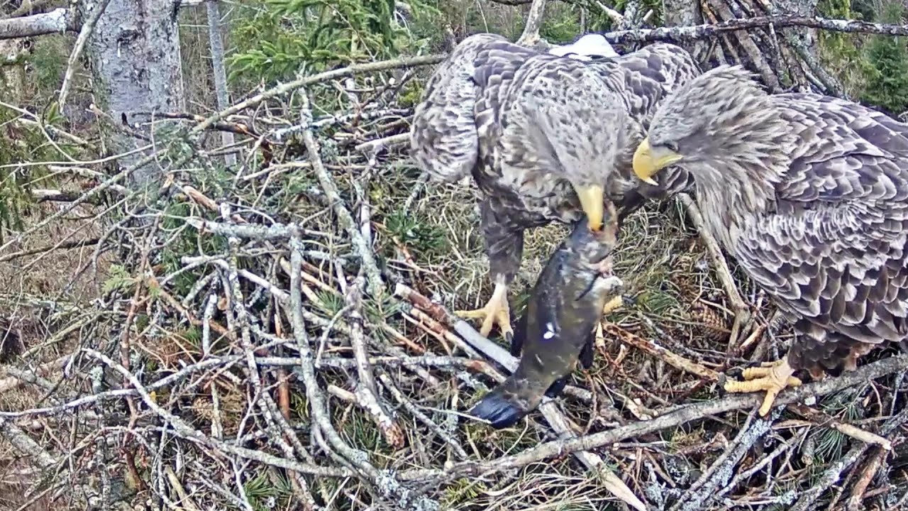 Ķ𝐞𝐦𝐞𝐫𝐮 𝐖𝐡𝐢𝐭𝐞 𝐓𝐚𝐢𝐥𝐞𝐝 𝐄𝐚𝐠𝐥𝐞𝐬 ~💞🐟 𝗔𝗸𝗮𝗰𝗶𝘀 𝗯𝗿𝗶𝗻𝗴𝘀 𝗮 𝗳𝗶𝘀𝗵 𝗴𝗶𝗳𝘁 𝗳𝗼𝗿 𝗵𝗶𝘀 𝗥𝗮𝘀𝗲𝗻𝗲 ...