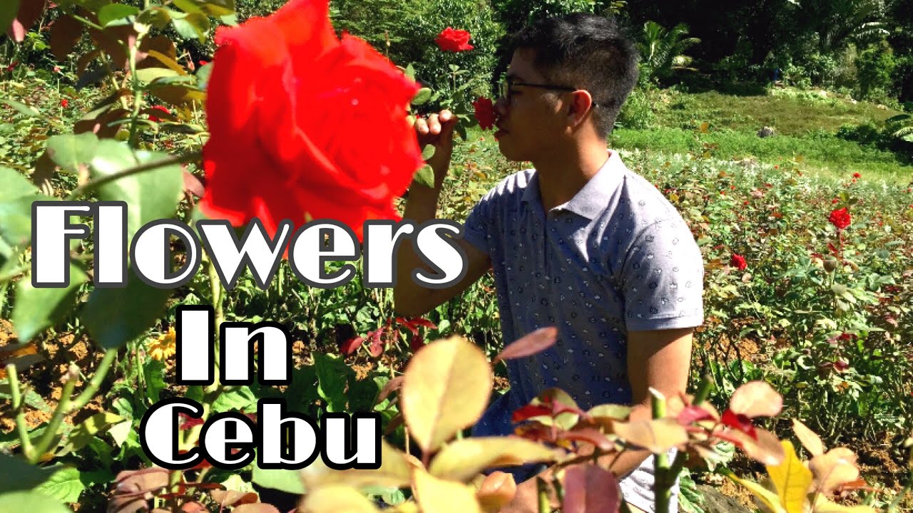 Beautiful Flowers in Cebu - YouTube