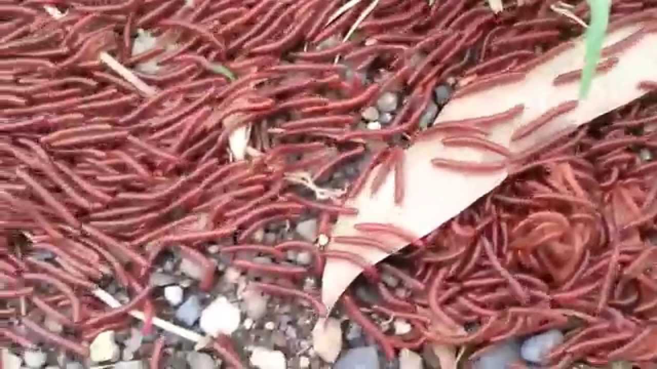 Lots of bugs...........(Insects?) - YouTube