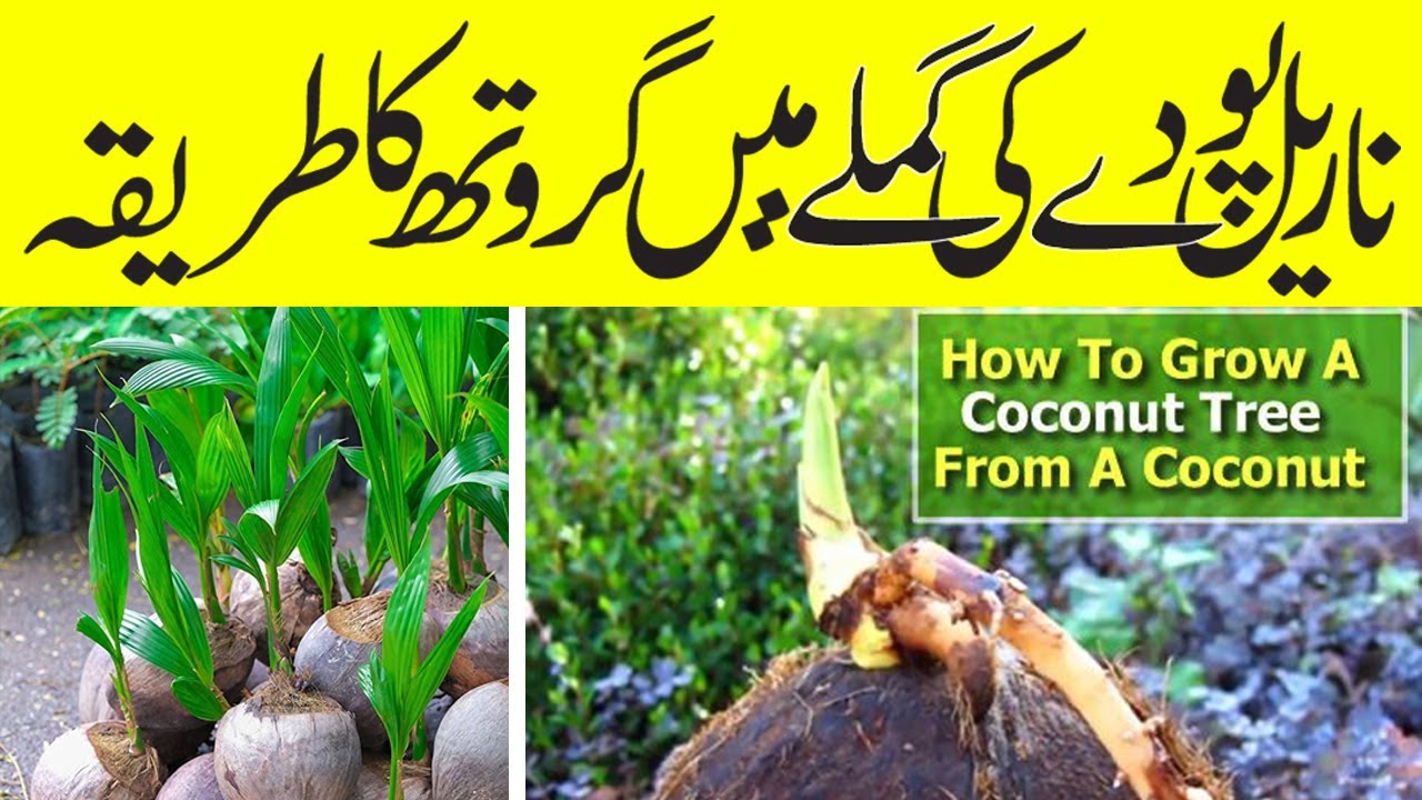 coconut plant | how to plant coconut tree | coconut tree planting ...