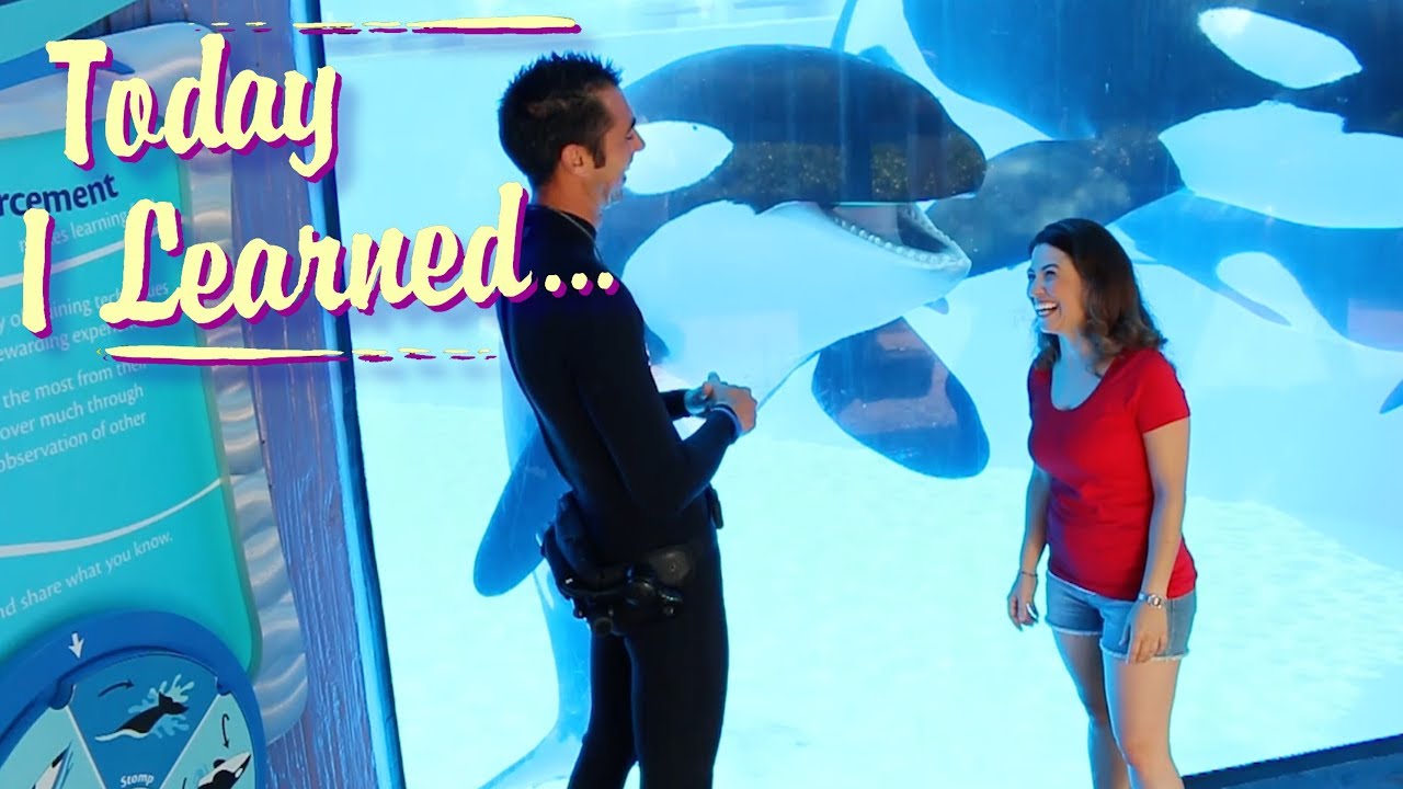 Today I Learned how to collect Whale Mucus for Preventative Care - YouTube