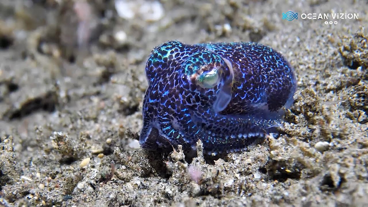 Bobtail squid Hide in the sand - YouTube