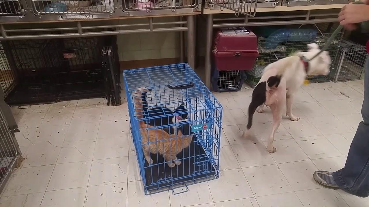 Bing cat test - YouTube