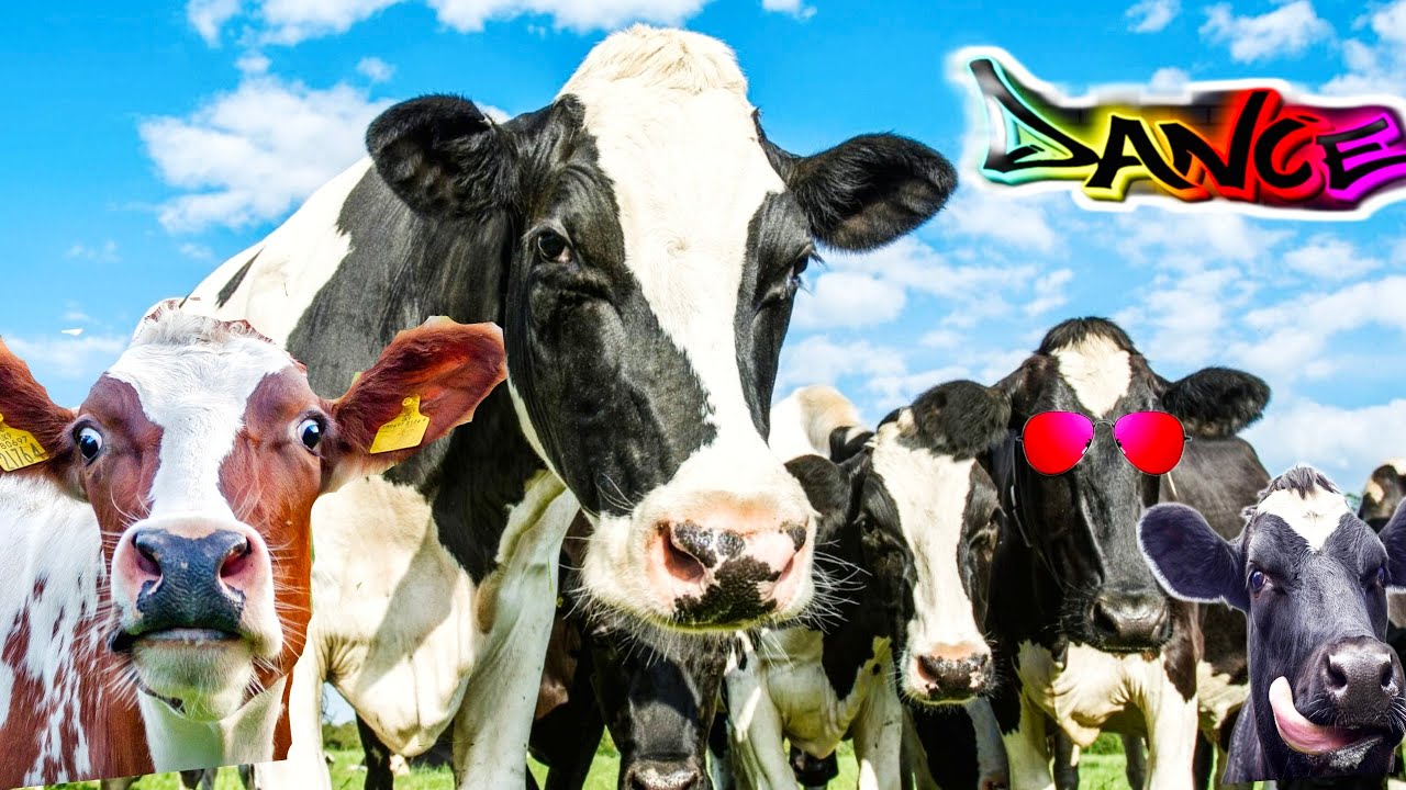 FUNNY COW DANCE |coffien dance | || cow song & cow dance || TOKIYO COW ...