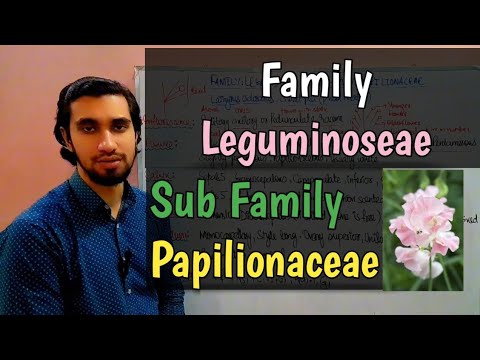 Family Leguminoseae || Sub Family Papilionaceae || Zeerak's Biology ...