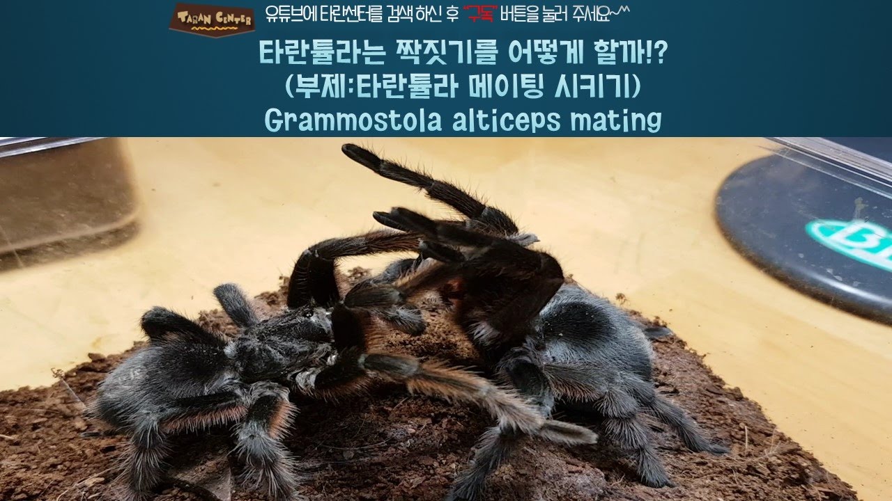 타란튤라는 짝짓기를 어떻게 할까!? (부제 : 타란튤라 메이팅) //Grammostola alticeps mating - YouTube